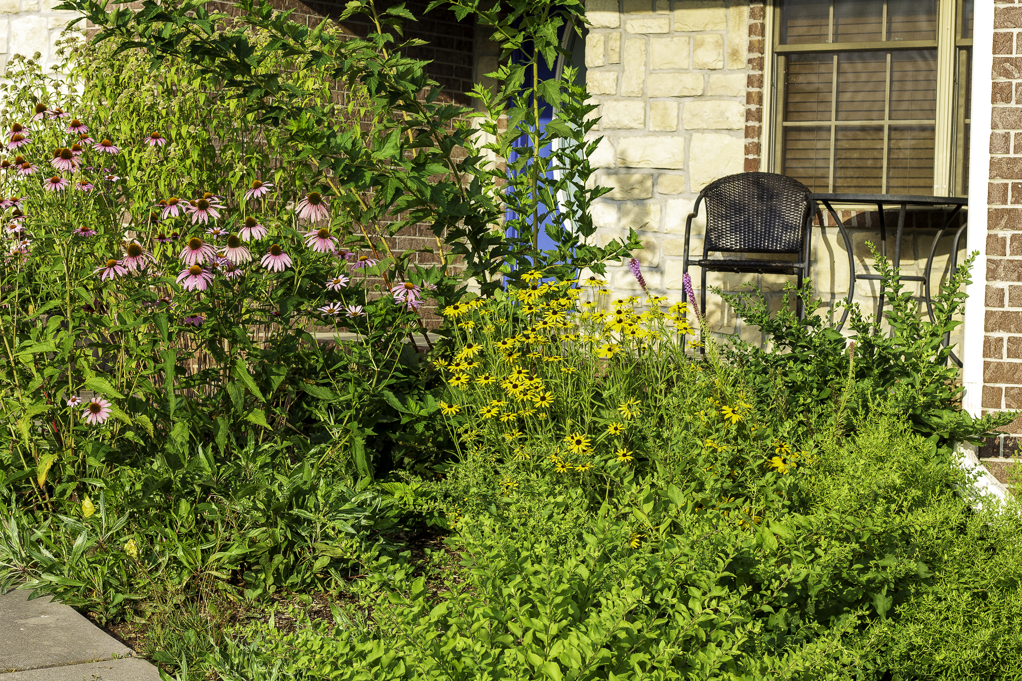 Six Native Missouri Flowers to Plant this Spring